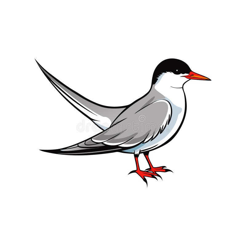 Common Tern Coloring Animal Illustration Stock Photo - Illustration of ...