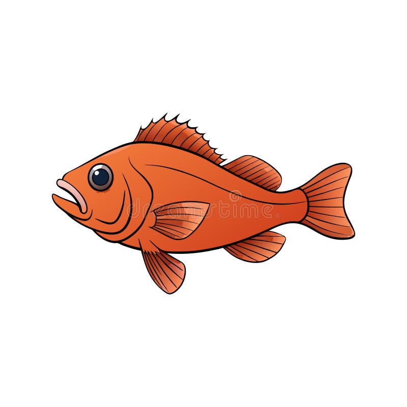 Dynamic Copper Rockfish Stock Illustrations – 2 Dynamic Copper Rockfish ...