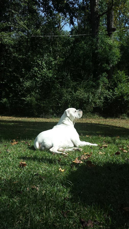 Engam Bulldog Stock Photos - Free & Royalty-Free Stock Photos from ...