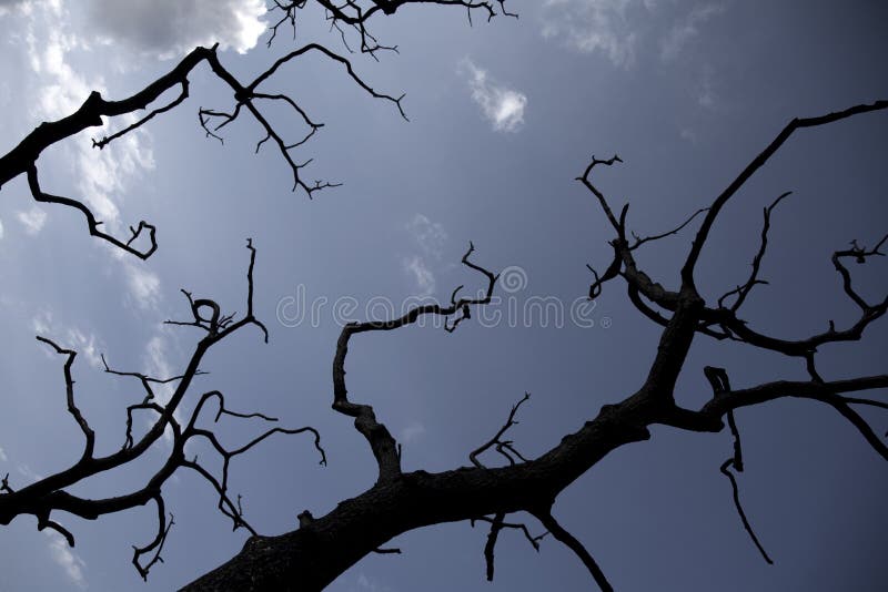 Enge bos takken stock afbeelding. Image of samenvatting - 17122567