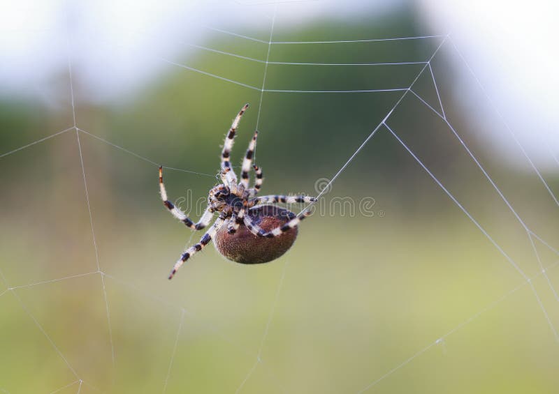 Enge Harige Spin Die Een Web Spinnen Die Op Een Prooi in De Weide ...