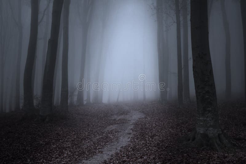 Misty Car Road in Bulgarije, Dode Bomen En Mist, Blauwe Achtergrond in ...