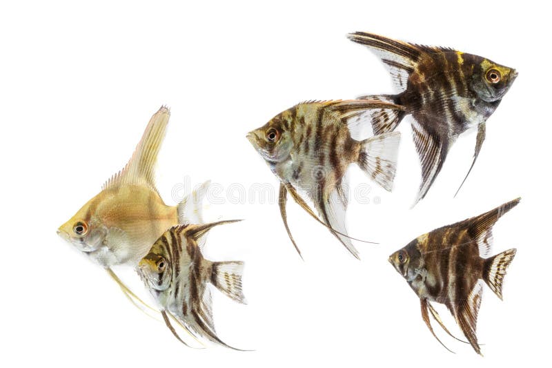 Engelhai - Pterophyllum-scalare Stockbild - Bild von aquarium, gold ...