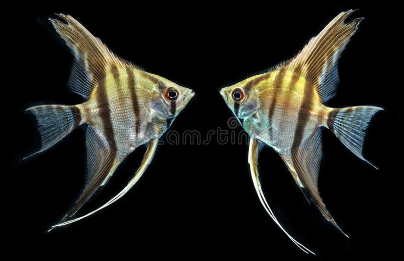Engelhai Pterophyllum-scalare Stockfoto - Bild von liebhaberei, fische ...