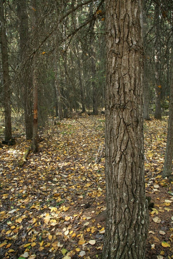 Engelmann Spruce Tree Trunk & Forest Floor Stock Photo - Image of ...