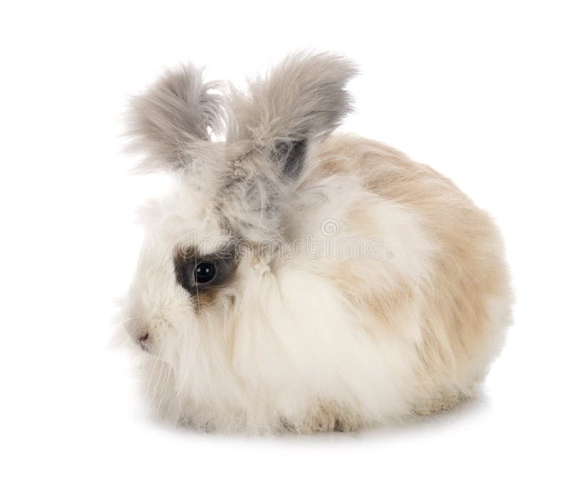 Engels Angora Konijn Dat Pruik En Parels Draagt Stock Afbeelding ...