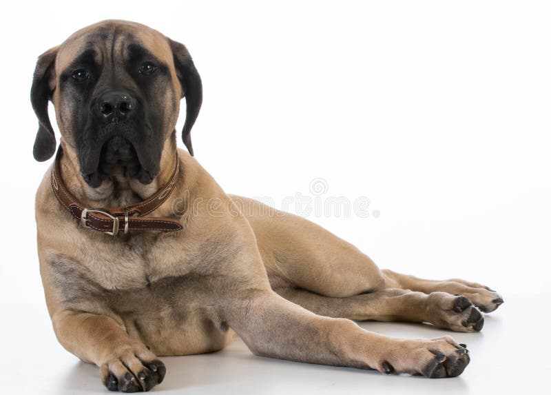 Engelse mastiff stock foto. Image of kraag, navel, leuk - 48442368