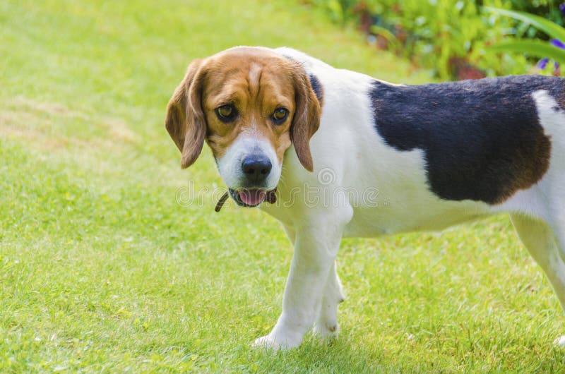 Engelse Brak - Ras Van De De Jachthonden Van Honden Stock Afbeelding ...