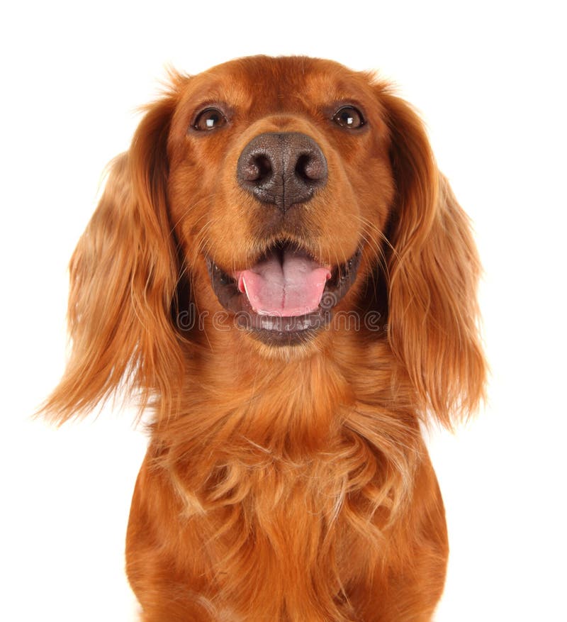 Engelse Cocker-spaniël stock afbeelding. Image of huisdieren - 10882867