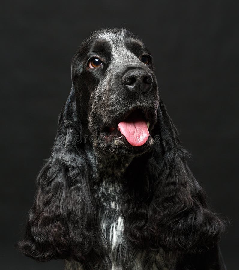 Zwarte Engelse Cocker-spaniël Stock Foto - Afbeelding bestaande uit ...
