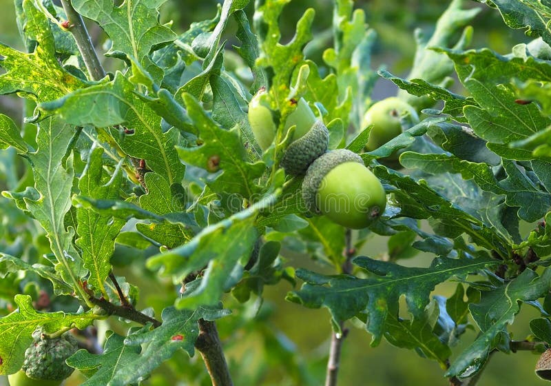 Engelse Eik of Quercus Robur Met Eikel Stock Afbeelding - Image of zaad ...