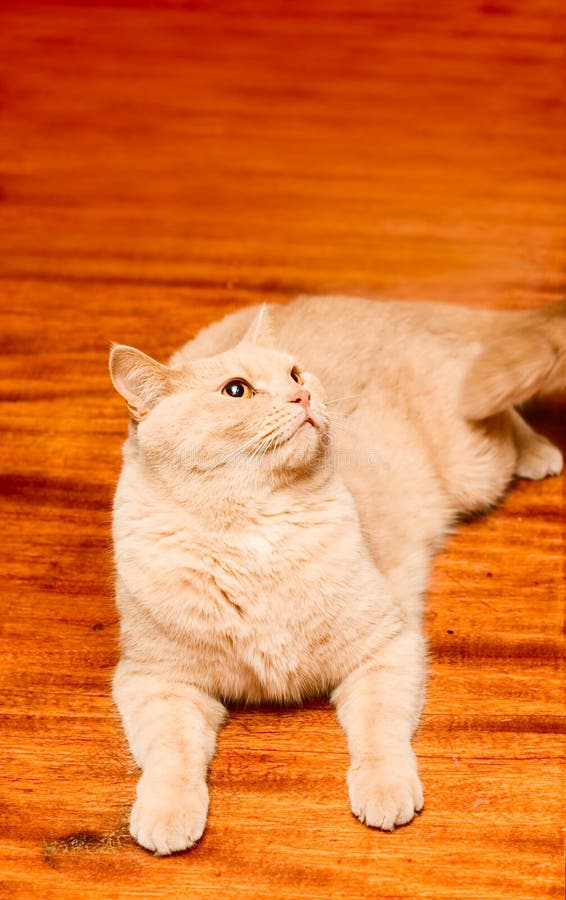 Slanke Engelse kat stock afbeelding. Image of dier, haring - 7173933