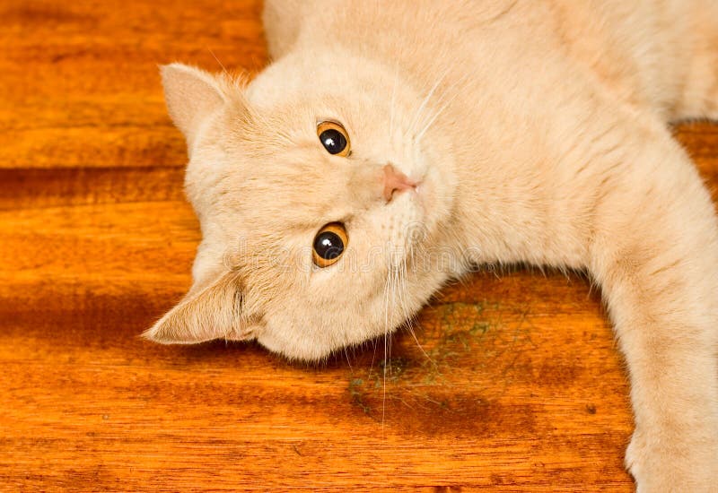 Slanke Engelse kat stock afbeelding. Image of dier, haring - 7173933