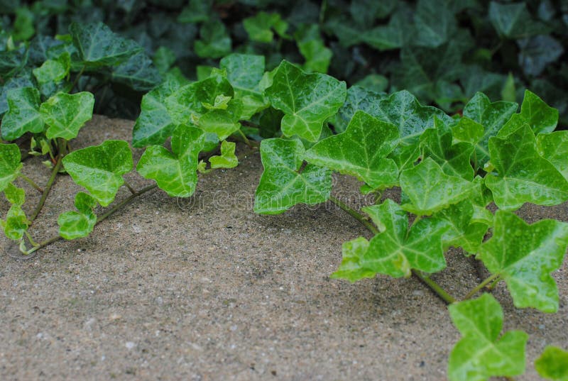 Engelse Klimop stock afbeelding. Image of druppeltjes - 20437689