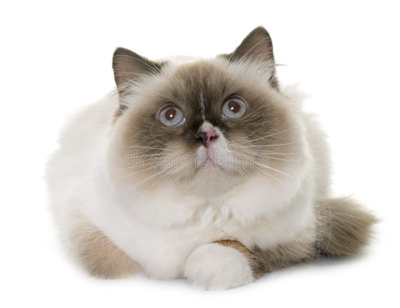 Engelse Longhair Kat in Mand Stock Afbeelding - Image of verborgen ...