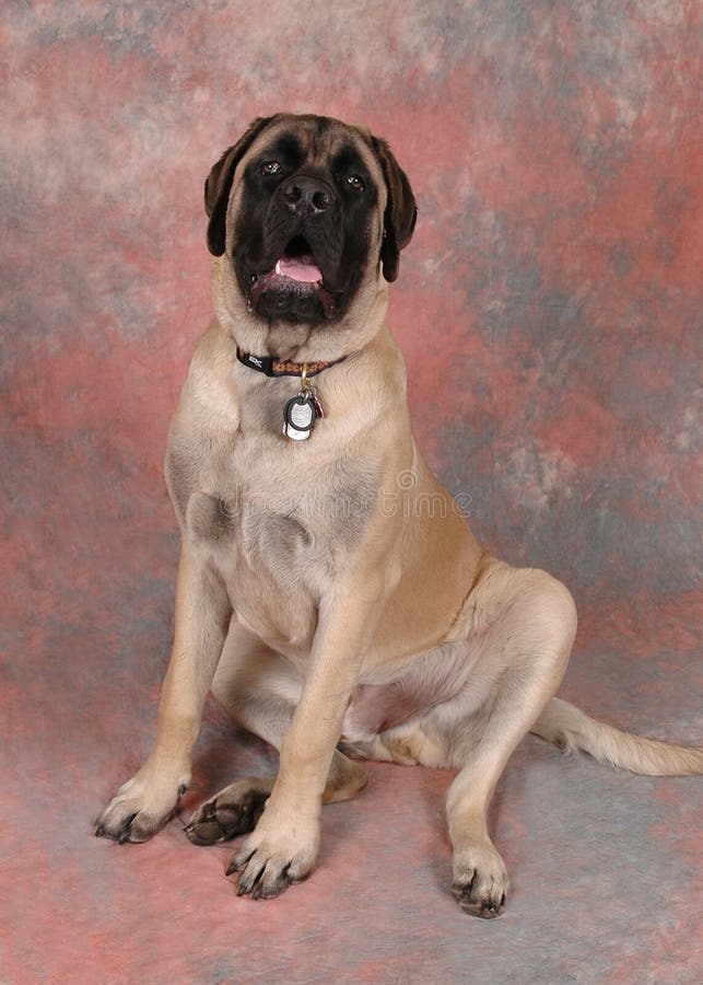 Engelse Mastiff stock afbeelding. Image of kwijlen, roze - 1134949