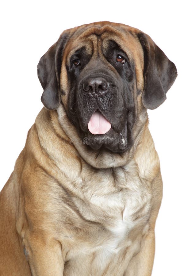 Engelse Mastiff stock afbeelding. Image of navel, wacht - 24081541