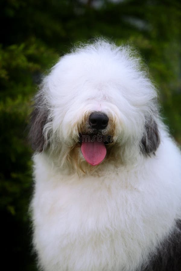 Engelse oude herdershond stock foto. Image of aanbiddelijk - 5089354