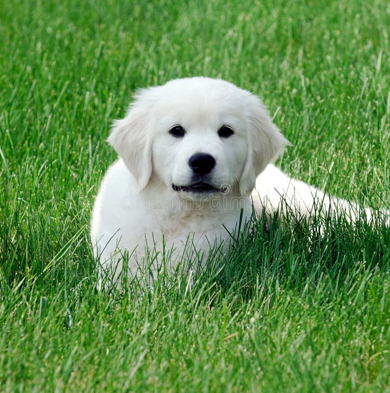 Engelse Witte Retriever stock afbeelding. Image of brutaal - 3635359