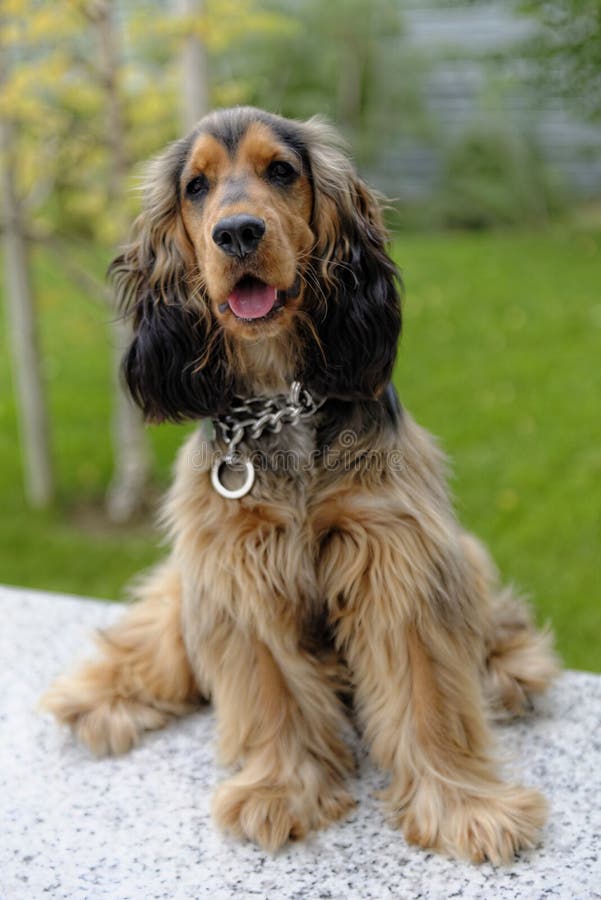 Engelsk Cocker Spaniel arkivfoto. Bild av sobel, skuggnintt - 34636944