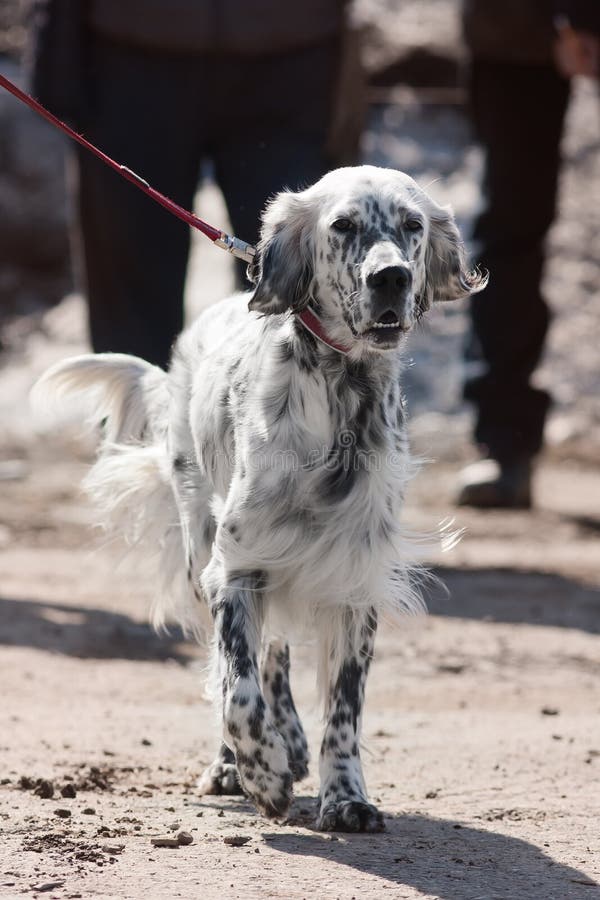 Engelsk setter fotografering för bildbyråer. Bild av renrasig - 114675703