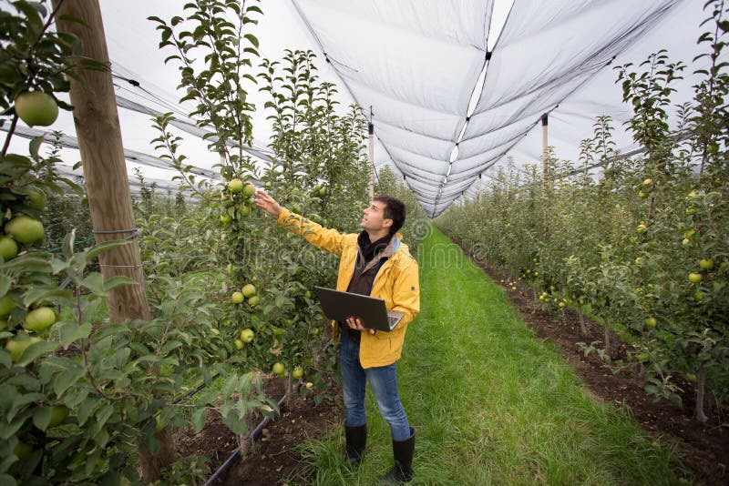 Engineer in orchard stock photo. Image of food, examining - 78320350
