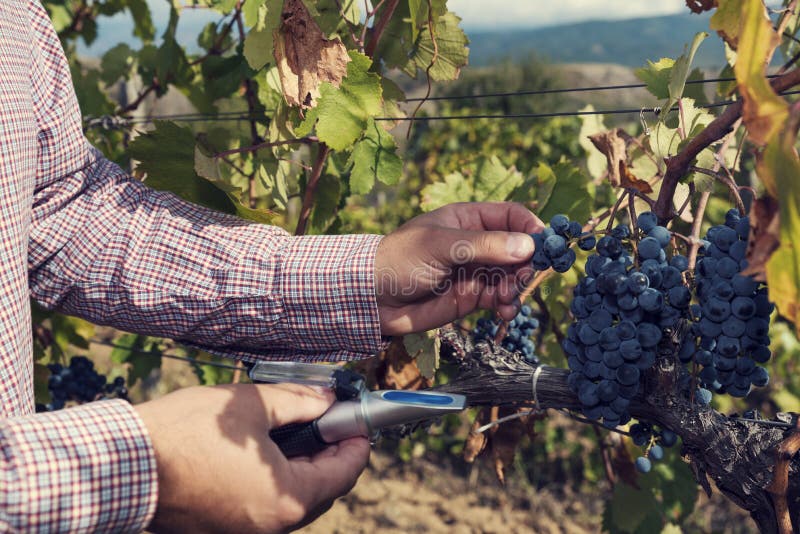 Engineer Testing Red Grapes with Refractometer in a Vineyard Stock ...