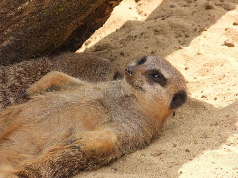 England Safari park stock photo. Image of relaxing, safari - 59183336