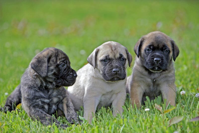 Englische Mastiff-/Doggemischung Alias Ein Daniff Oder Ein Mastidane ...