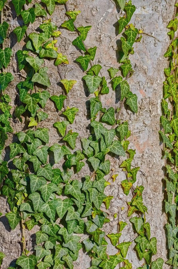 Englischer Efeu stockfoto. Bild von steigen, kriechen - 85652258