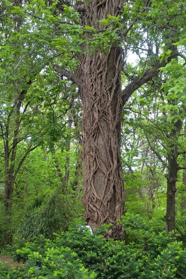 Englischer Efeu stockbild. Bild von korb, schattiert - 90767027