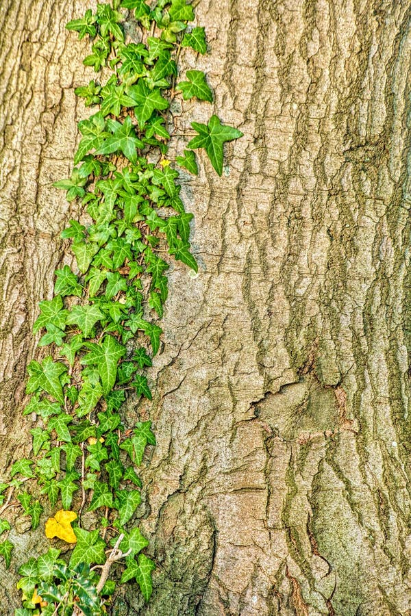 Englischer Efeu, Hederahelix Stockbild - Bild von niederlande, barke ...