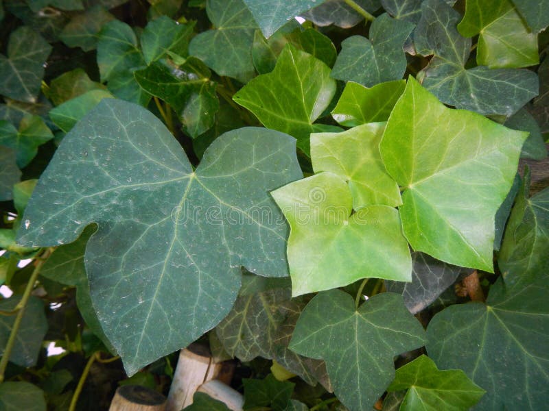 Englischer Efeu (Hederahelix) Stockbild - Bild von blätter, englisch ...
