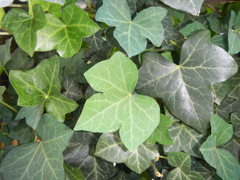 Grüner englischer Efeu stockbild. Bild von virginia, grün - 62310127