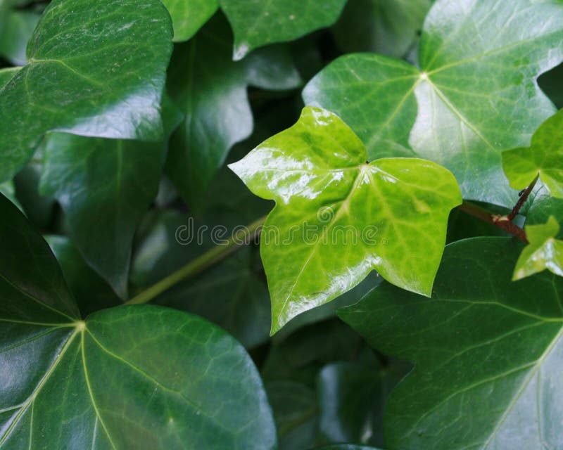 Englisches Efeublatt stockbild. Bild von bergsteiger, grün - 7761303