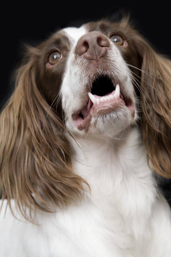 Englischer Springer-Spaniel, Das OBEN Schaut Stockbild - Bild von ...