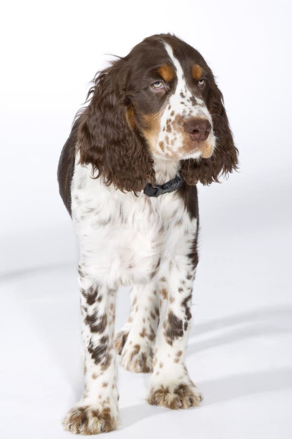 Englischer Springer-Spaniel Mit Kerlkragen Stockfoto - Bild von ...