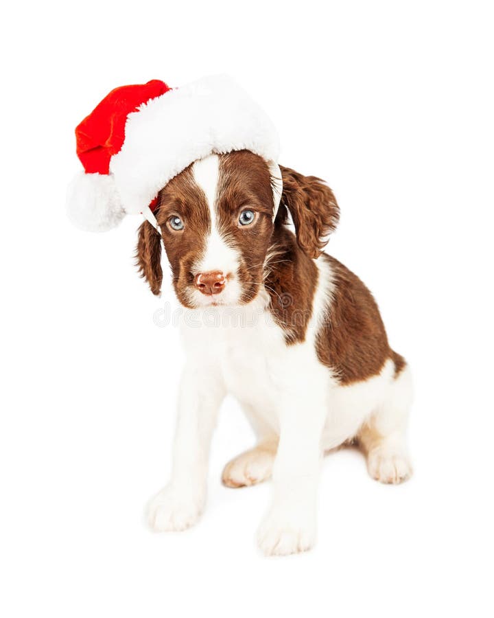 Englischer Springer-Spaniel Santa Puppy Stockbild - Bild von schätzchen ...