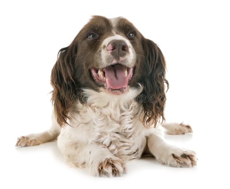 Nahaufnahme-englischer Springer-Spaniel-Welpe Stockfoto - Bild von ...