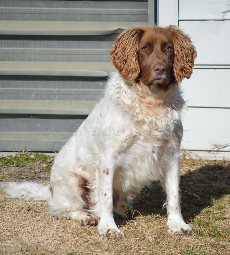 Englischer Springer-Spaniel-Jagd-Hund Stockbild - Bild von englisch ...