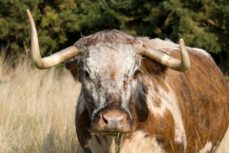Englisch-Longhorn-Stier stockbild. Bild von vieh, gezüchtet - 124814073