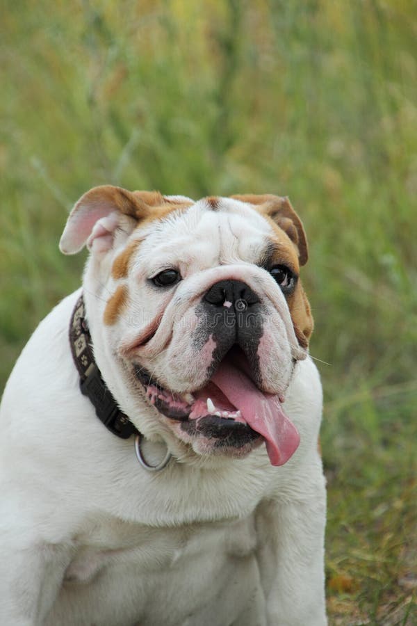 Englisg bulldog stock photo. Image of green, english - 42326966