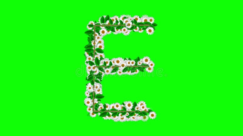 English Alphabet E with Daisy Flowers on Green Screen Background Stock ... English Alphabet E with Daisy Flowers on Green Screen Background Stock ...