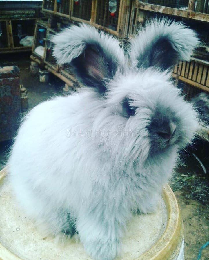 Anggora Rabbit Stock Photos - Free & Royalty-Free Stock Photos from ...