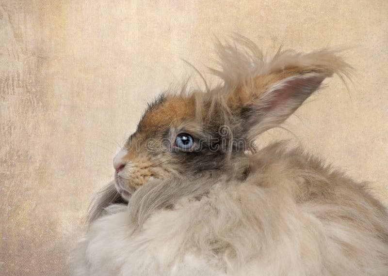 Angora lop-eared rabbit stock photo. Image of eyes, furry - 35184648