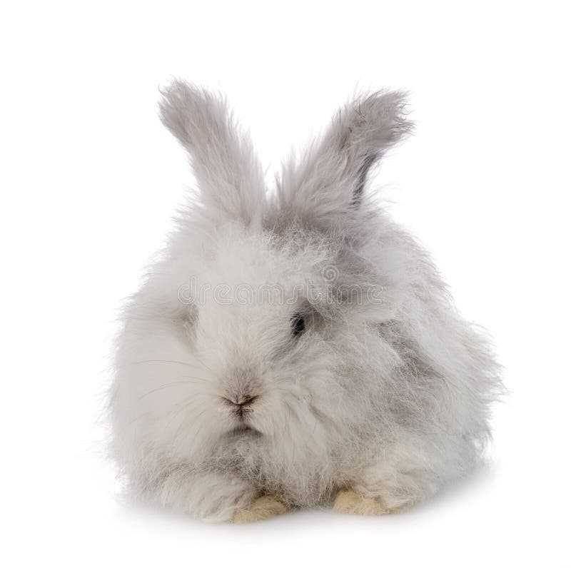 Black English Angora Rabbit