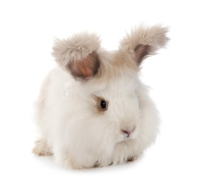 English Angora Bunny Rabbit Stock Photo - Image of bunny, rabbit: 5209752