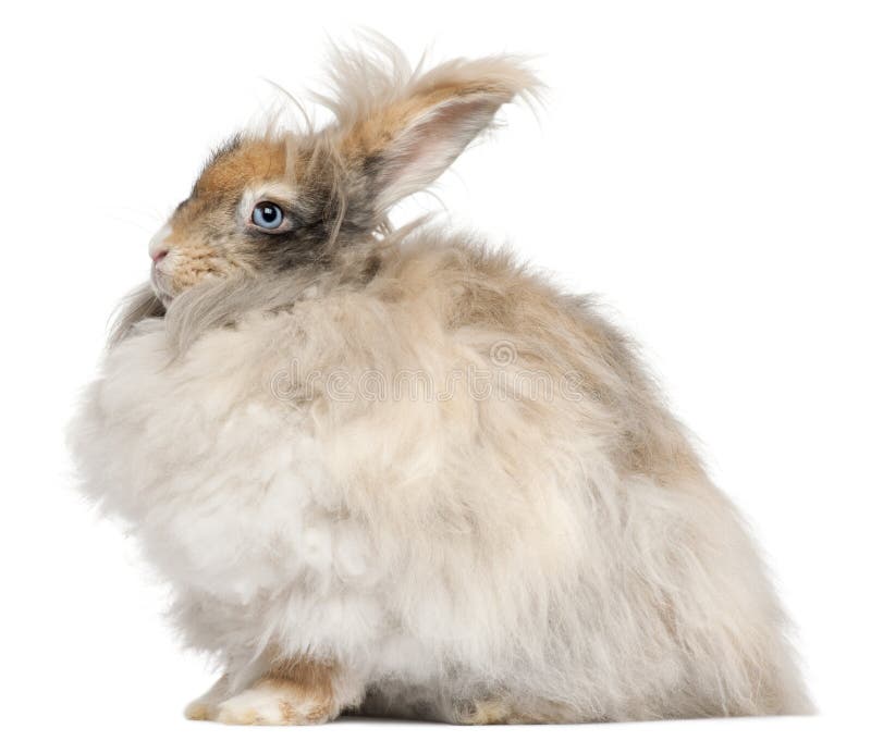 English Angora Rabbit in Front of White Background Stock Photo - Image ...