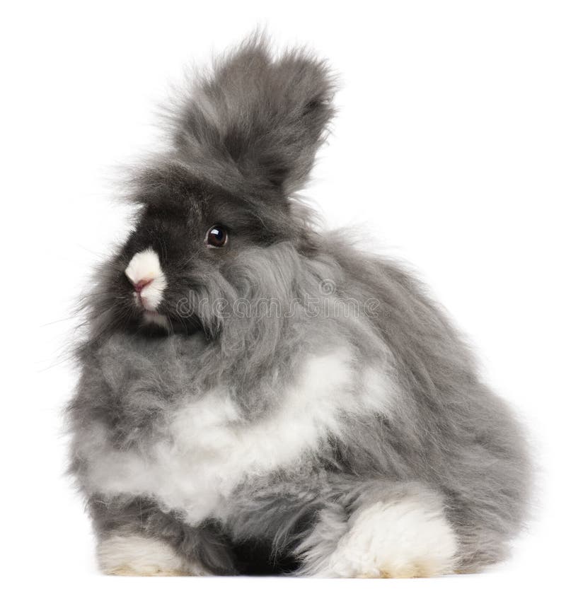Black English Angora Rabbits