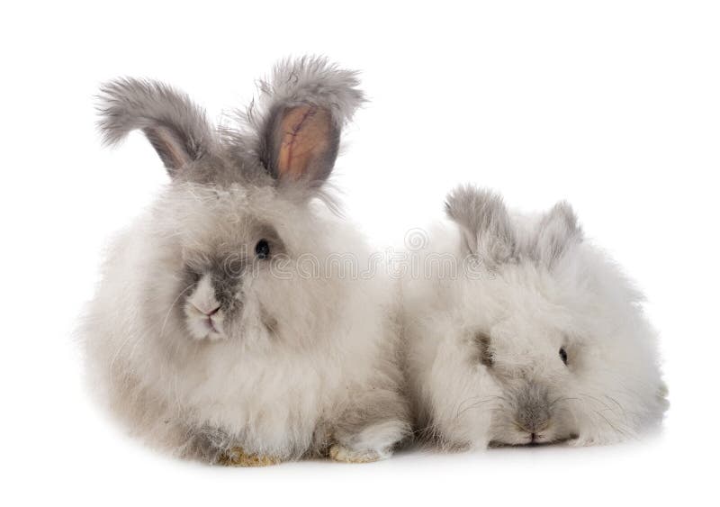 English Angora Rabbits Stock Photos - Free & Royalty-Free Stock Photos ...